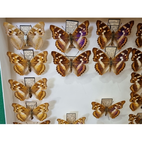 A folding lepidopterist's Case containing an extensive collection of ...