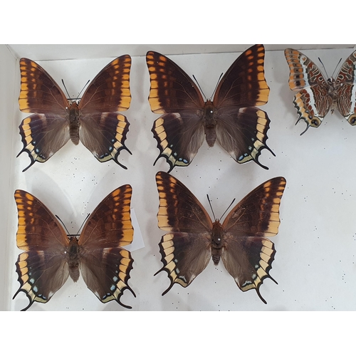 Lepidoptery; A Case displaying eight Two-tailed Pasha (Charaxes jasius ...