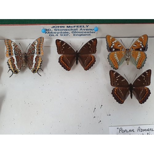 Lepidoptery; A Case displaying eight Two-tailed Pasha (Charaxes jasius ...