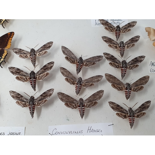 Lepidoptery; A Case displaying eight Two-tailed Pasha (Charaxes jasius ...