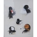 MANDY SHEPHERD: A Study of various Ducks, colour print, 16in x 13in, (R7)