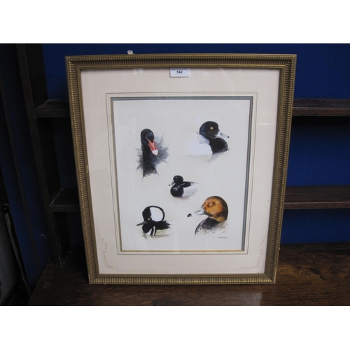 MANDY SHEPHERD: A Study of various Ducks, colour print, 16in x 13in, (R7)