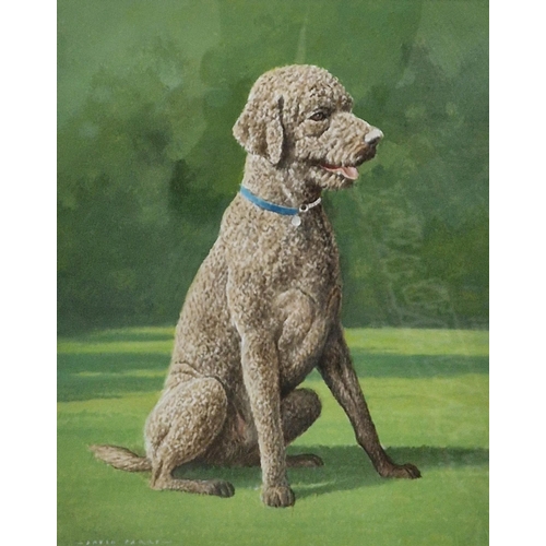 DAVID PARRY. Study of a Poodle on a Lawn, signed, watercolour, 16 x 12 in