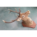 Taxidermy - A ten point Red Stag, mounted on a mahogany shield, shot in ...