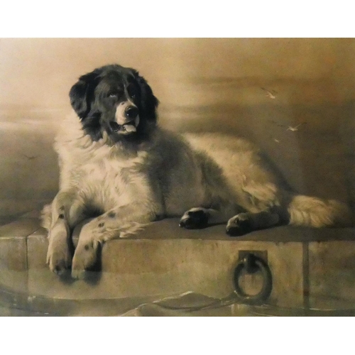 After Sir Edwin Henry Landseer (1802-73), A Distinguished Member of The ...