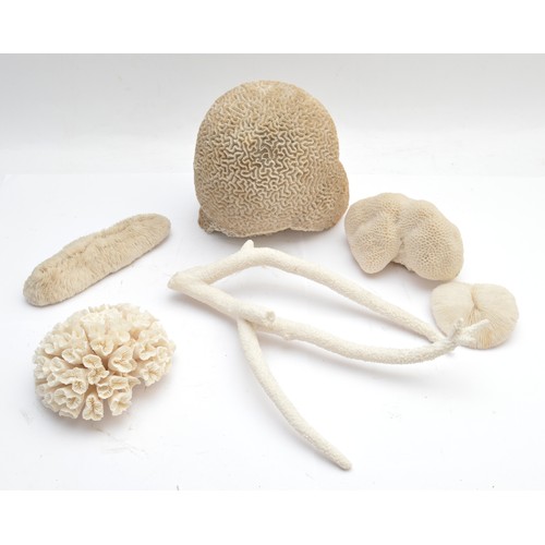 Conchology; A Collection of World sea shells & coral, to include a ...