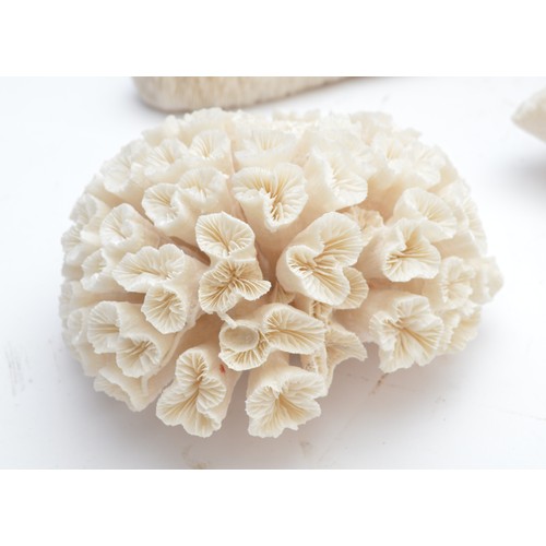 Conchology; A Collection of World sea shells & coral, to include a ...