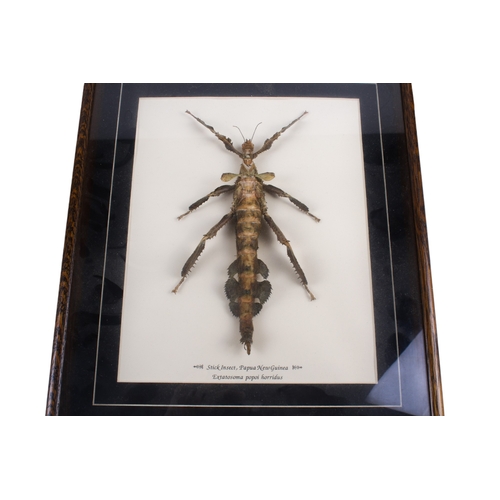Seven cased insect specimens. Comprising a Stick Insect, Halmahera ...