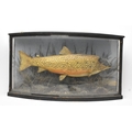 A circa 1900 taxidermy gillaroo trout in bow-fronted case, mounted ...