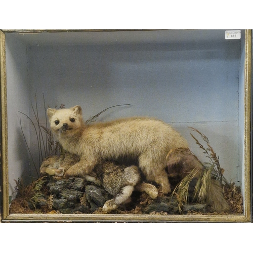 Taxidermy - Cased specimen Polecat with Rabbit prey, on rockwork with ...