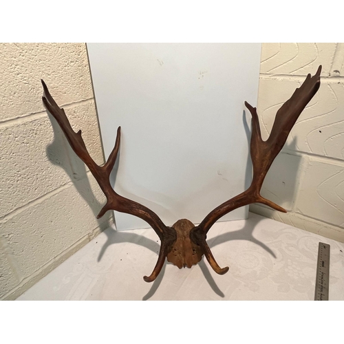 SKULL AND STAG HORNS