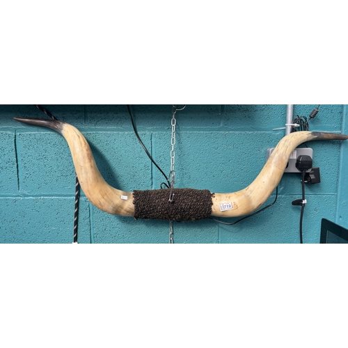 Set of mounted cattle horns