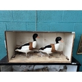 Vintage pair of taxidermy shell ducks