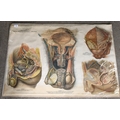 Max Brodel (1870-1941), original anatomical chart on paper, The Male ...