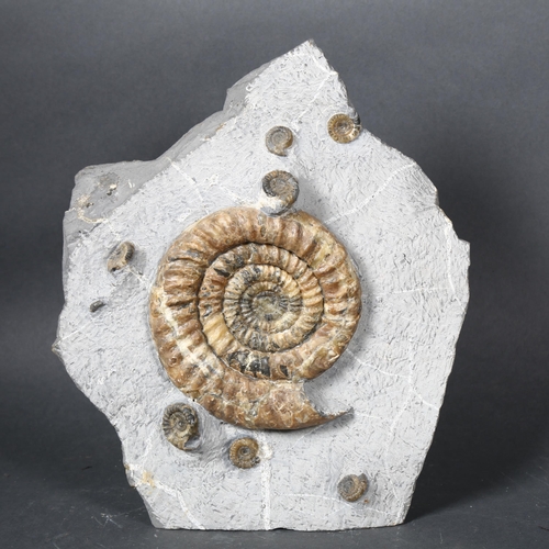 "Echioceras" Jurassic period ammonite, Lias, Charmouth, Dorset, H26cm