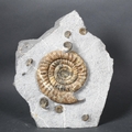 "Echioceras" Jurassic period ammonite, Lias, Charmouth, Dorset, H26cm