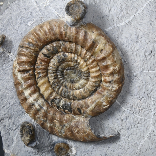 "Echioceras" Jurassic period ammonite, Lias, Charmouth, Dorset, H26cm