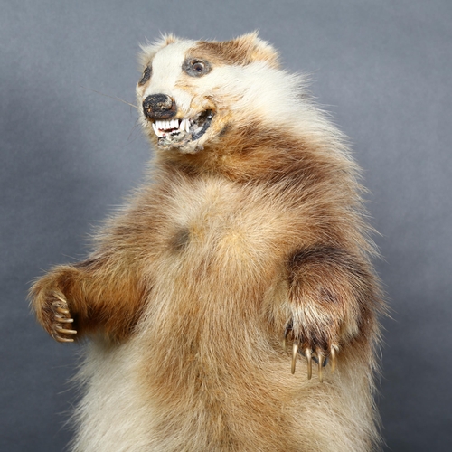 Taxidermy - a European Badger, adult, full body mount, facing forward ...