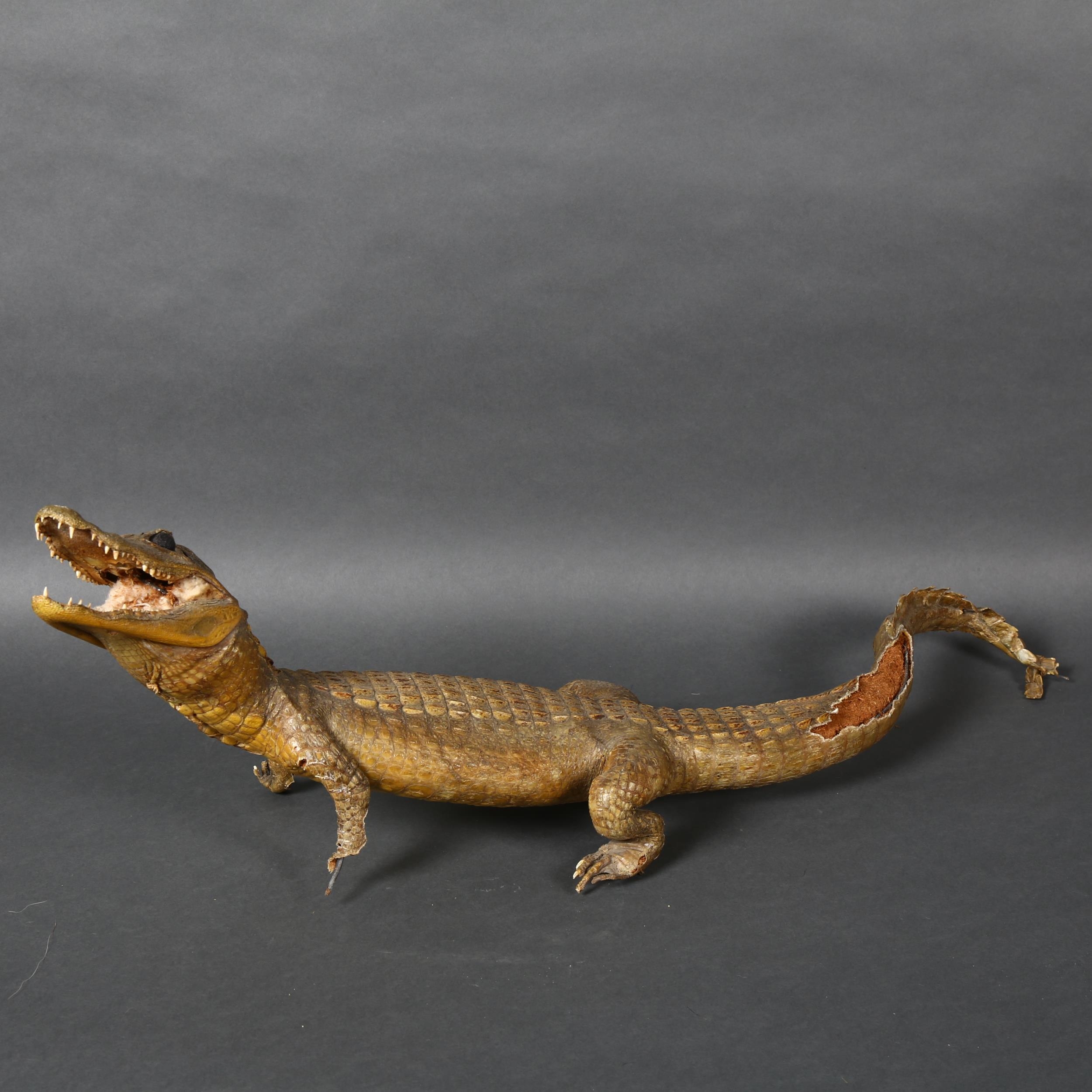 Taxidermy - a Caiman Crocodile, full body mount, head raised with mouth ...