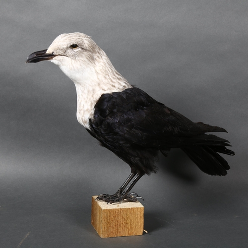 Taxidermy - "The Seagull Crow" a hybrid specimen, a Common Seagull head ...