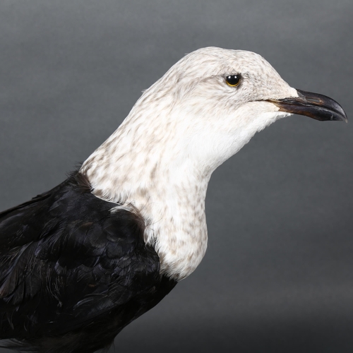 Taxidermy - "The Seagull Crow" a hybrid specimen, a Common Seagull head ...