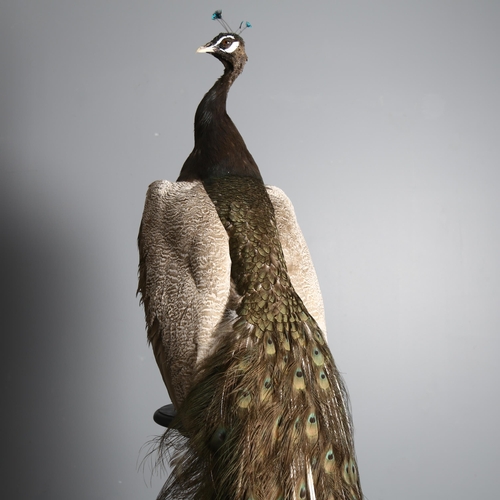 Taxidermy - a stunning Opal Peacock, male bird, full body mount, tail ...
