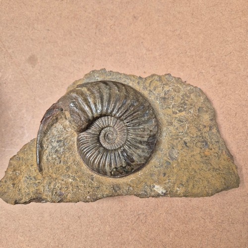 "Caenisites brooki" (J Sowerby) Jurassic period ammonite, Lowe Lias ...