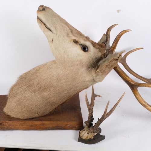 Taxidermy : A taxidermy Red deer mount on shield, 9 points, and an ...