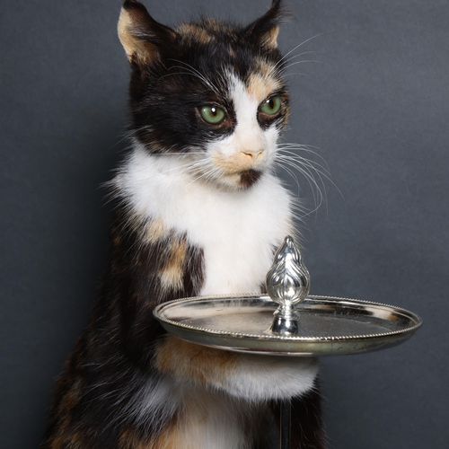 Taxidermy: Cat Waiter, Rare domestic cat taxidermy, anthropomorphically ...