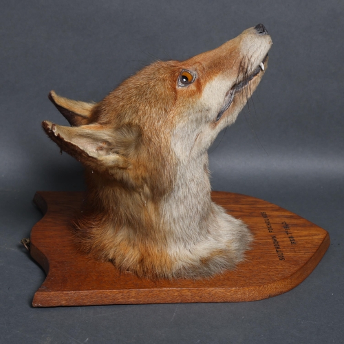 Taxidermy fox head mount, on an oak shield plaque, plaque marked South ...