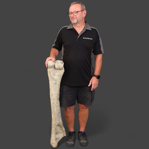 Fossil: Stegodon Leg Bone, The extinct Stegodon was a mammoth-like ...