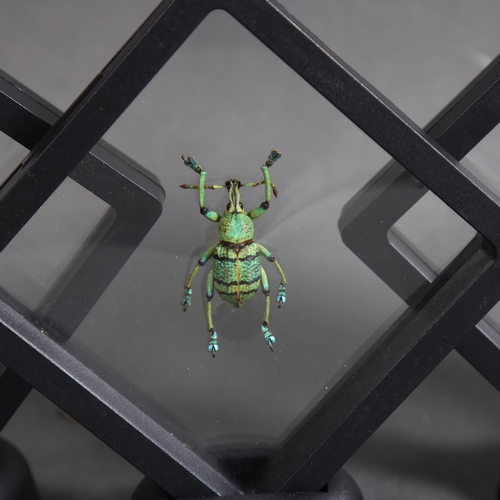 Taxidermy: Trio of insects in specimen frames - Each specimens ...