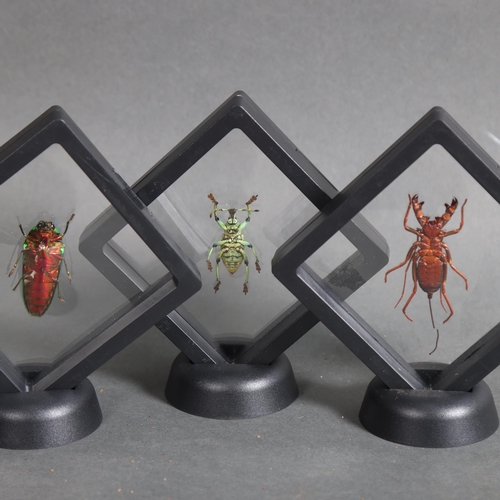 Taxidermy: Trio of insects in specimen frames - Each specimens ...