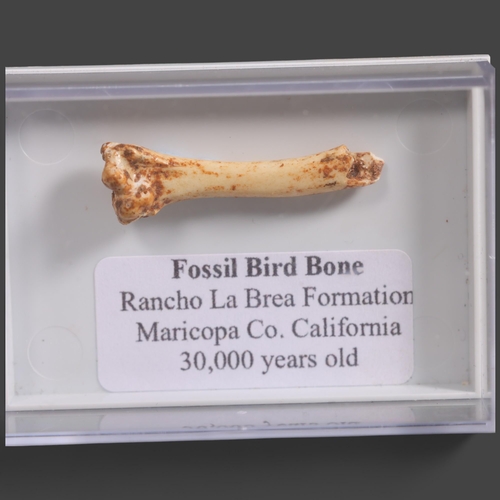 Fossil: Bird bone from the Rancho La Brea formation, Maricopa Co ...
