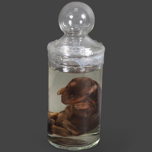 A taxidermy wet specimen full stillborn puppy in glass apothecary style ...