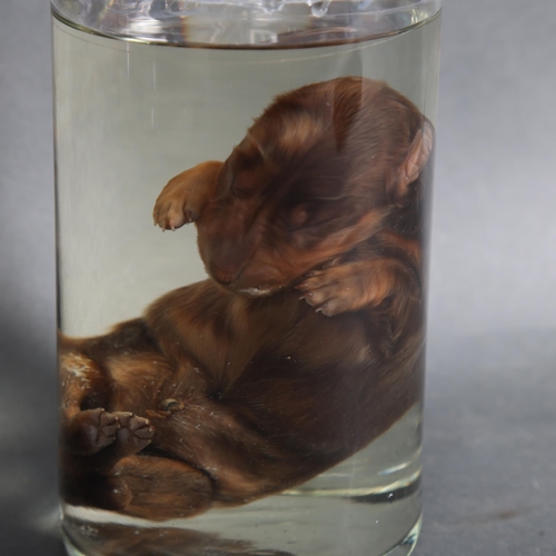 A taxidermy wet specimen full stillborn puppy in glass apothecary style ...