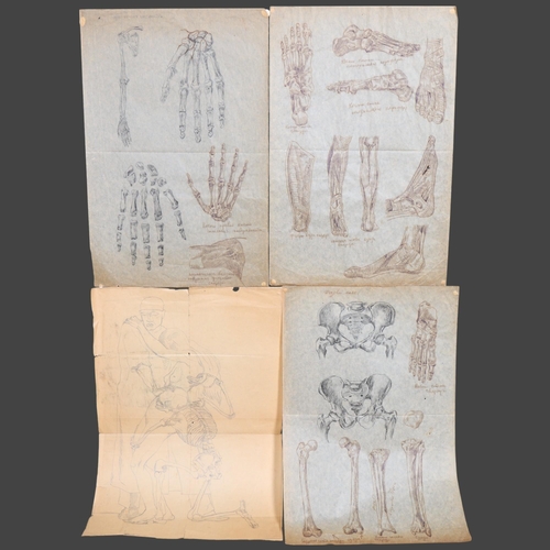 A collection of anatomical drawings on paper, depicting various parts ...