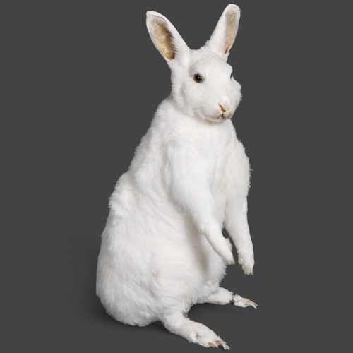 Taxidermy - a taxidermy study of a white hare sat on its haunches with ...