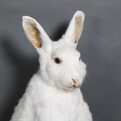 Taxidermy - a taxidermy study of a white hare sat on its haunches with ...