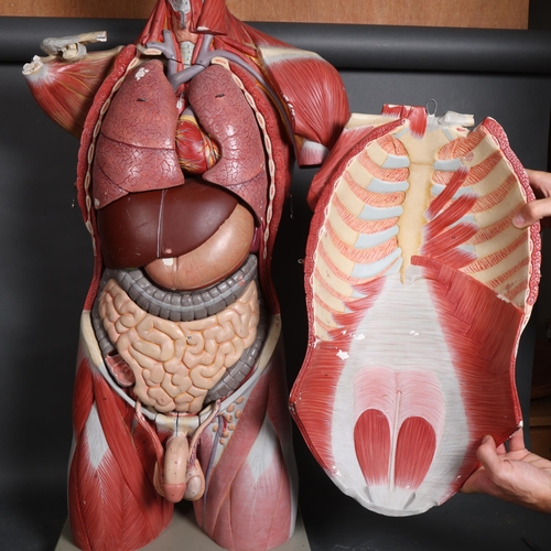 Adam Rouilly - An impressive life-sized anatomical male torso and head ...