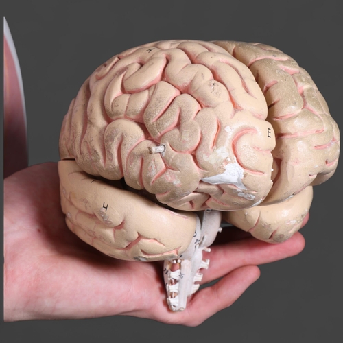 Adam Rouilly - An impressive life-sized anatomical male torso and head ...