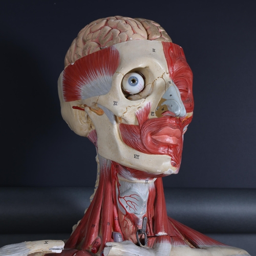 Adam Rouilly - An impressive life-sized anatomical male torso and head ...