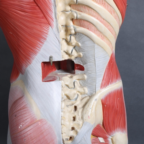 Adam Rouilly - An impressive life-sized anatomical male torso and head ...