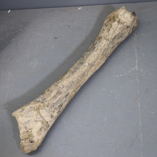 Fossil: Stegodon Leg Bone, The extinct Stegodon was a mammoth-like ...