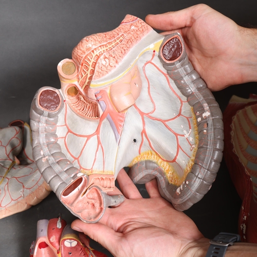 Adam Rouilly - An impressive life-sized anatomical male torso and head ...