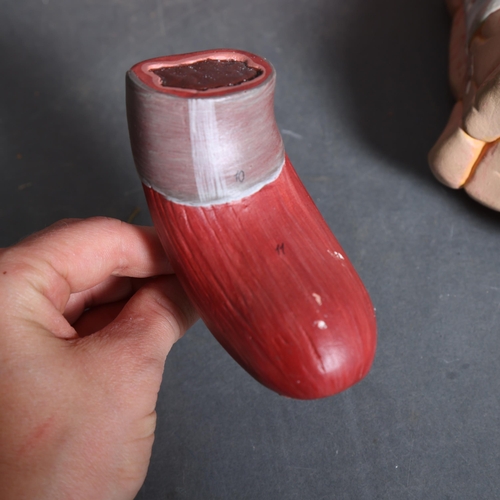 Adam Rouilly - An impressive life-sized anatomical male torso and head ...