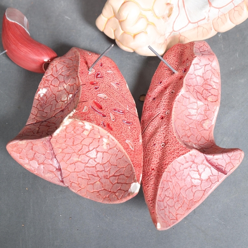 Adam Rouilly - An impressive life-sized anatomical male torso and head ...