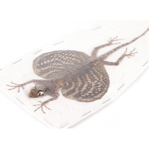Taxidermy: A dried flying lizard, 20cms long.