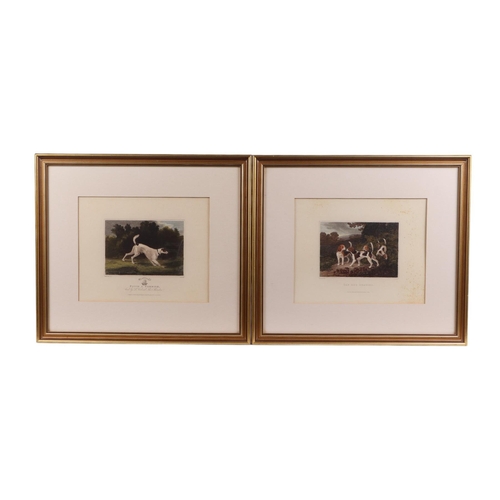 A 19th century coloured engraving - Pitch, A Terrier - 15 by 25cms ...