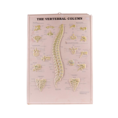 A pair of vintage American 3D plastic anatomical charts 'The Vertebral ...